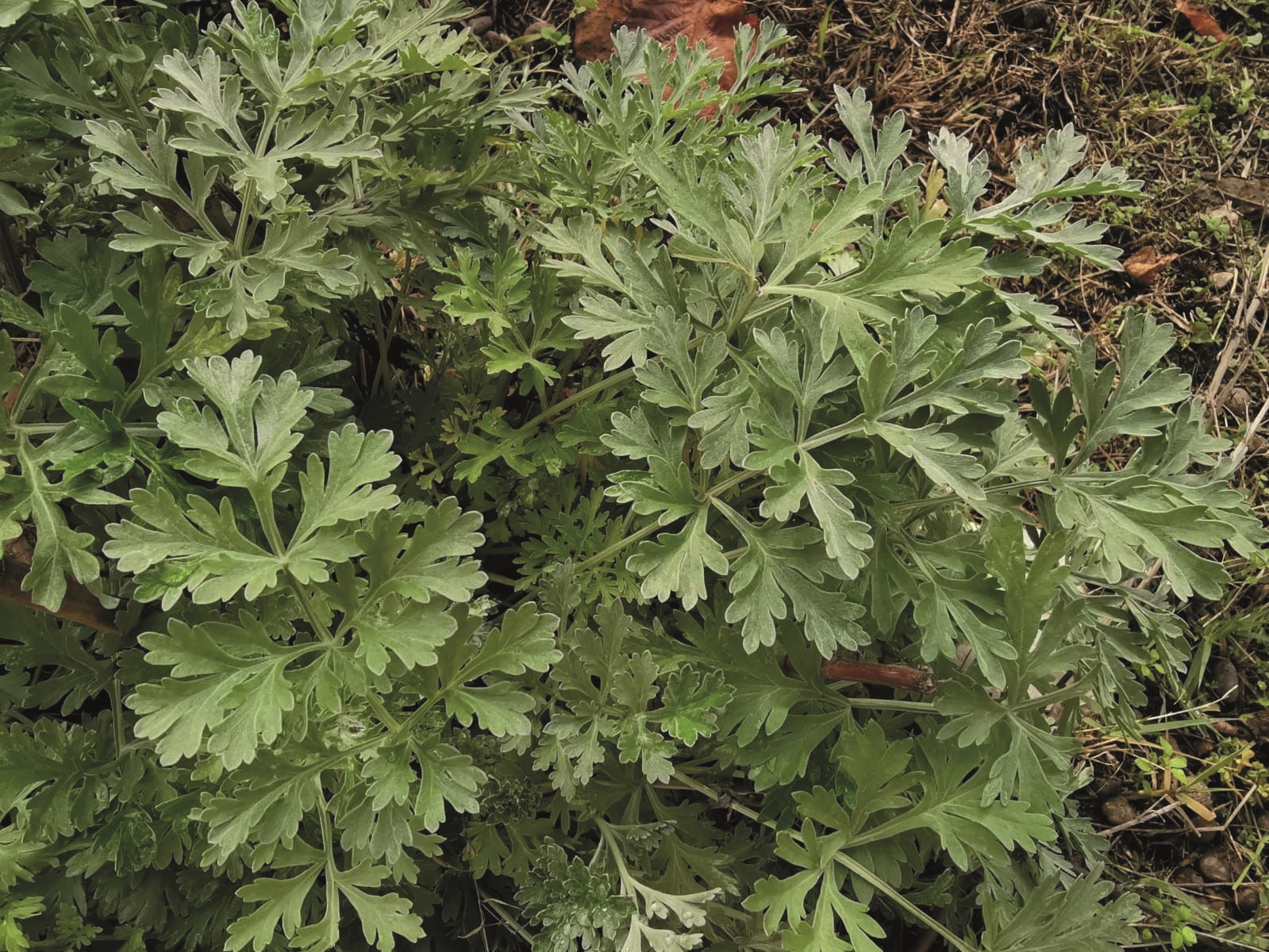 L’assenzio - lavalledelprimopresepe