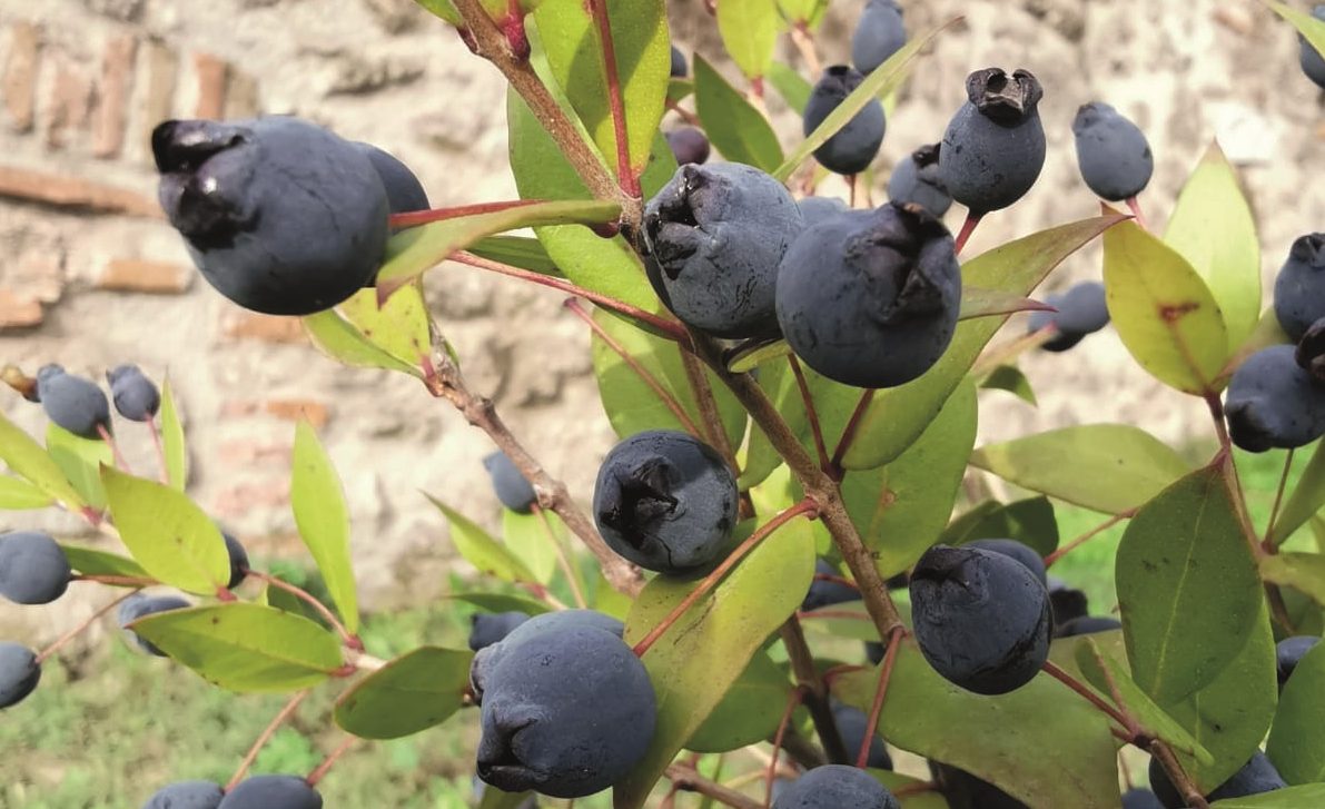 Il mirto - lavalledelprimopresepe