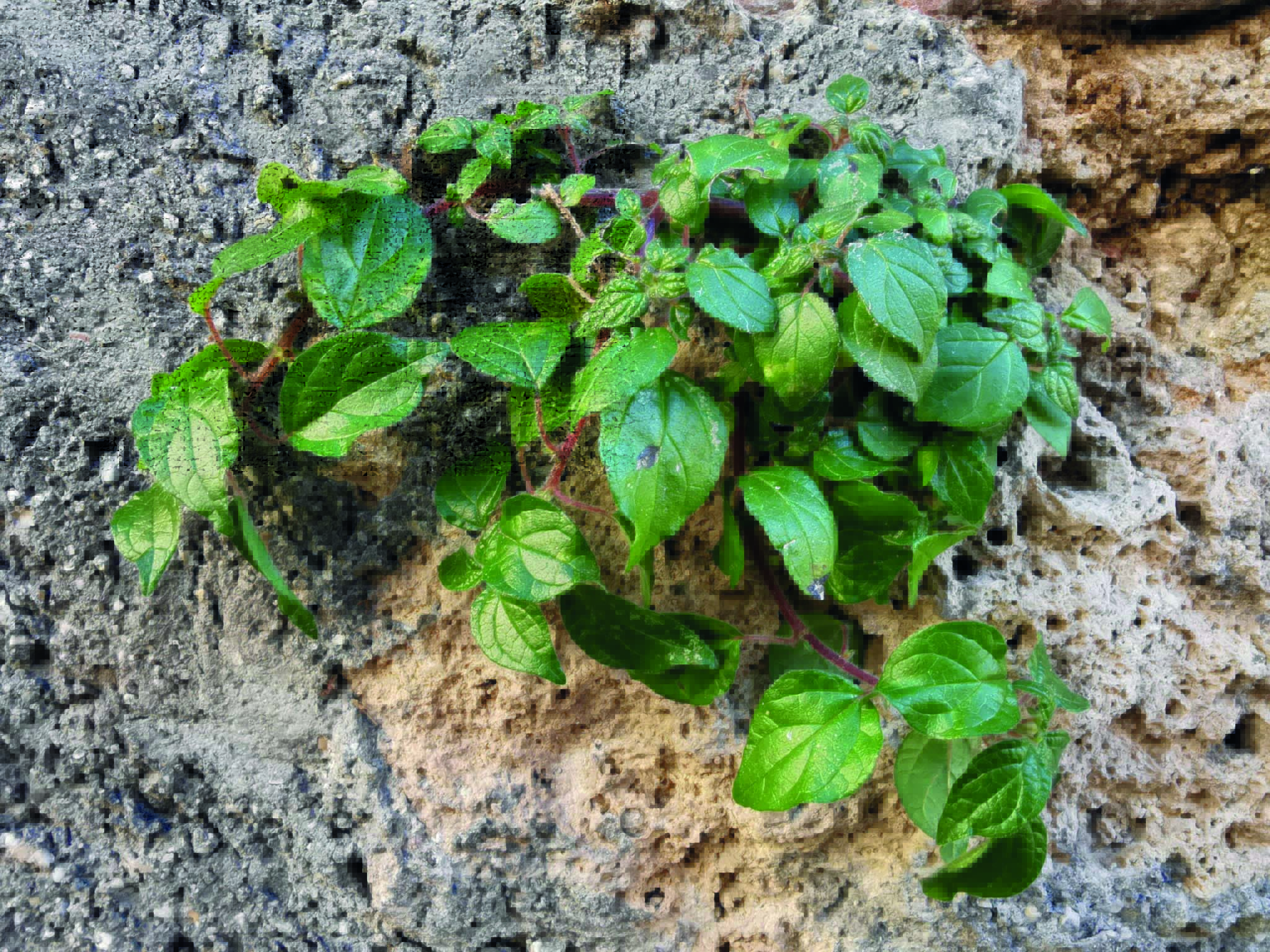 La parietaria diffusa - lavalledelprimopresepe
