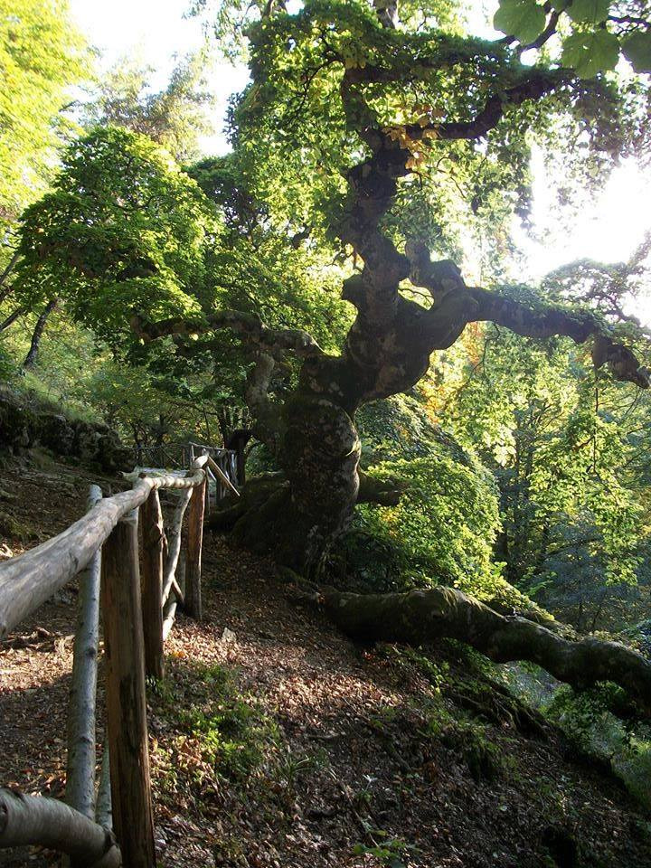 Il Faggio di san Francesco - lavalledelprimopresepe
